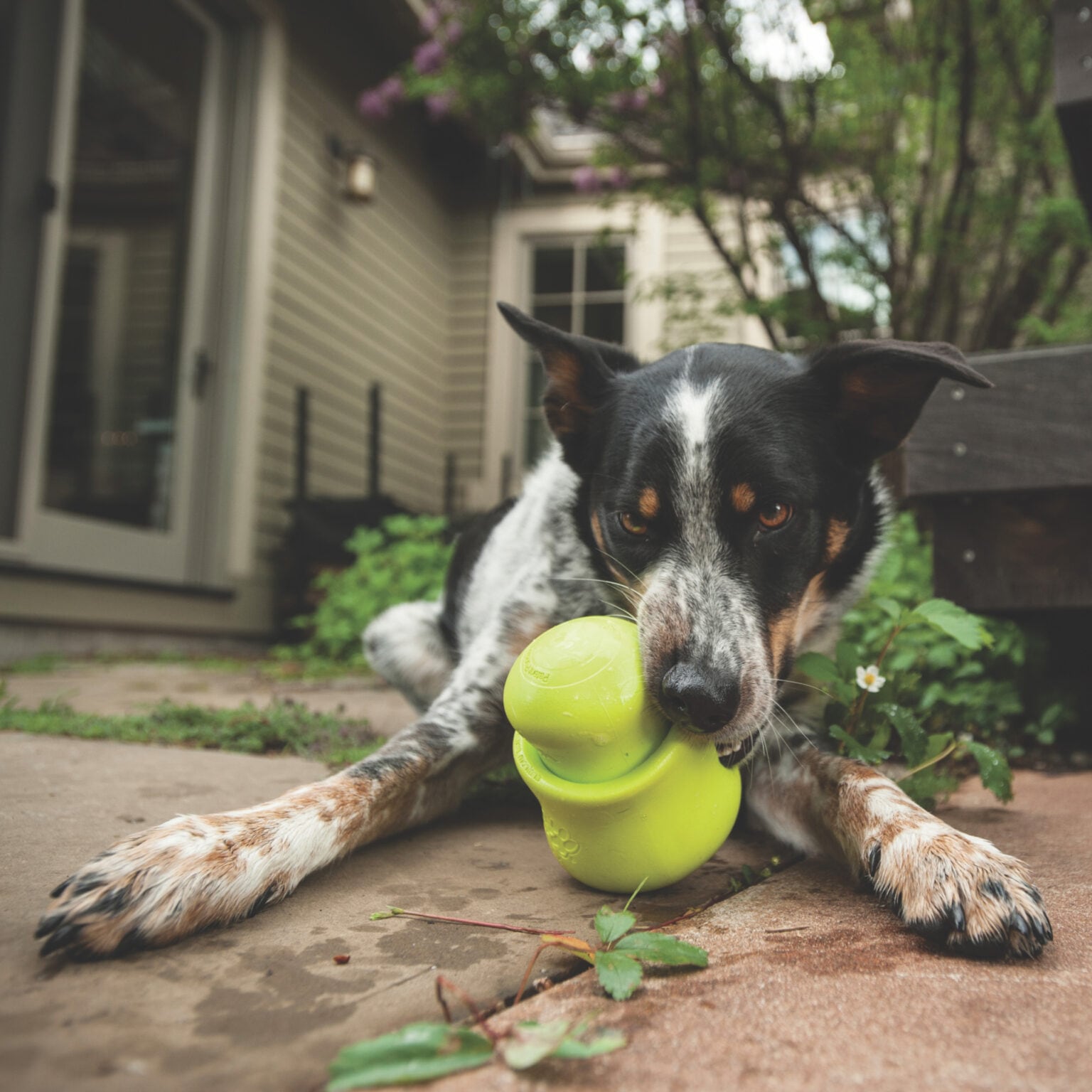 Toppl - The Dog Company