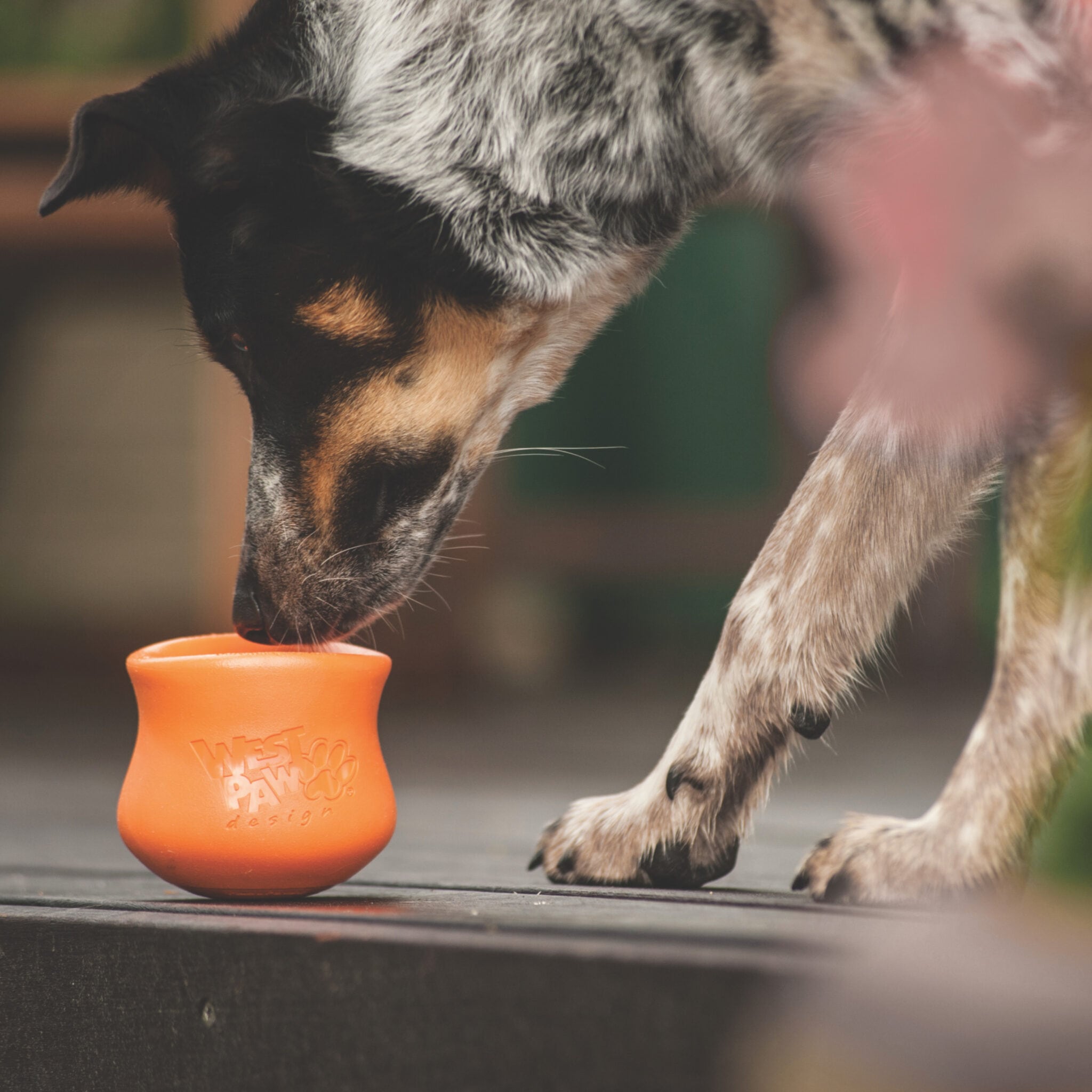 Toppl - The Dog Company