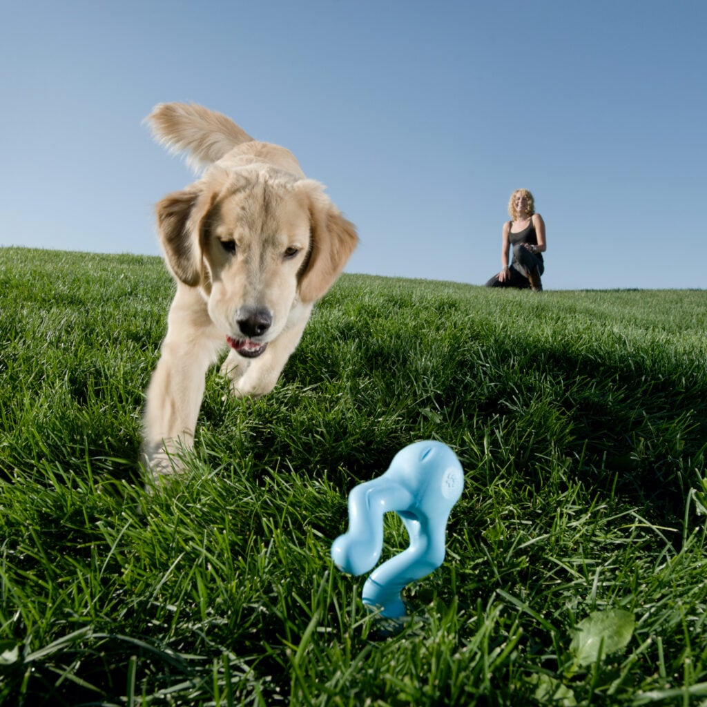 Tizzi - The Dog Company