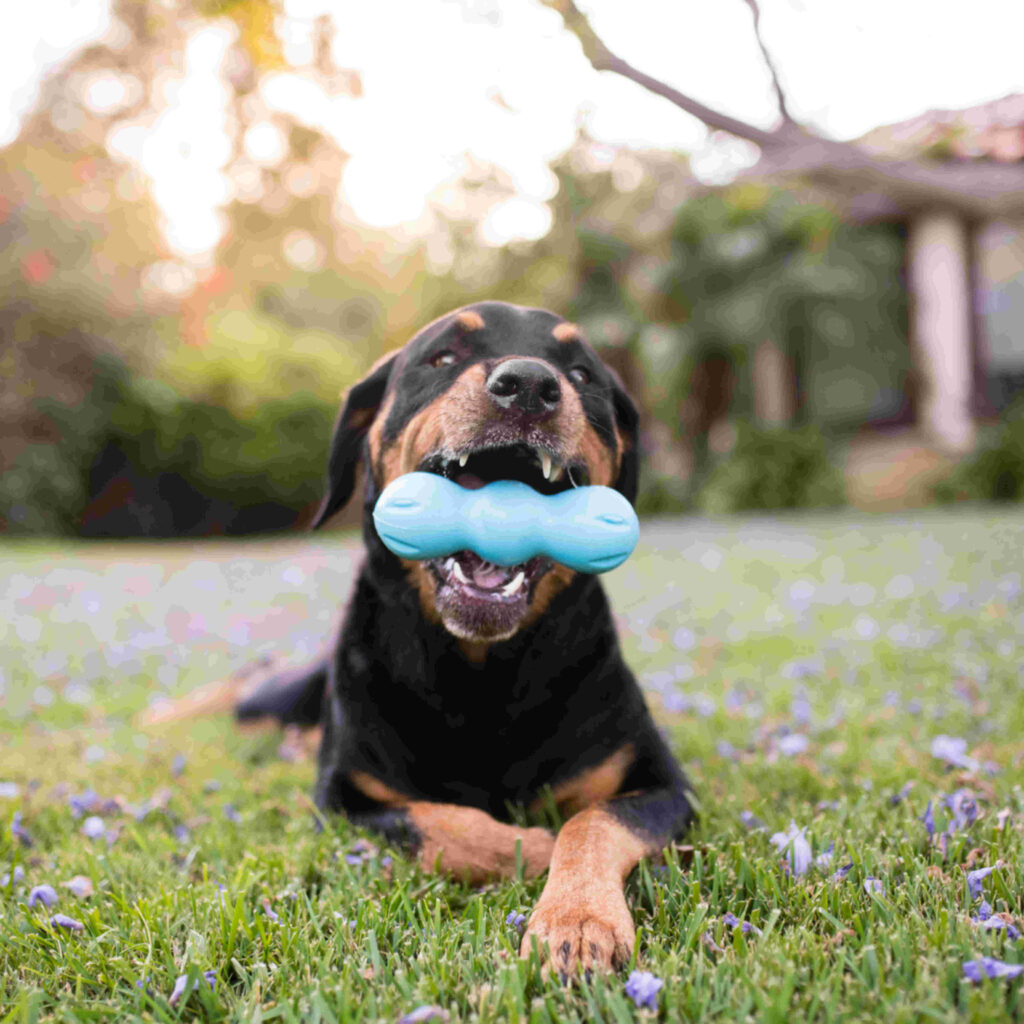 Rumpus - The Dog Company