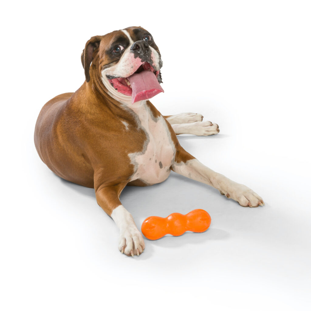 Rumpus - The Dog Company