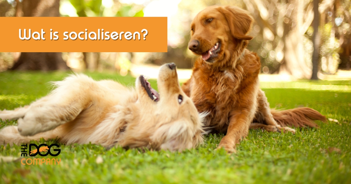 Wat is socialiseren? - The Dog Company