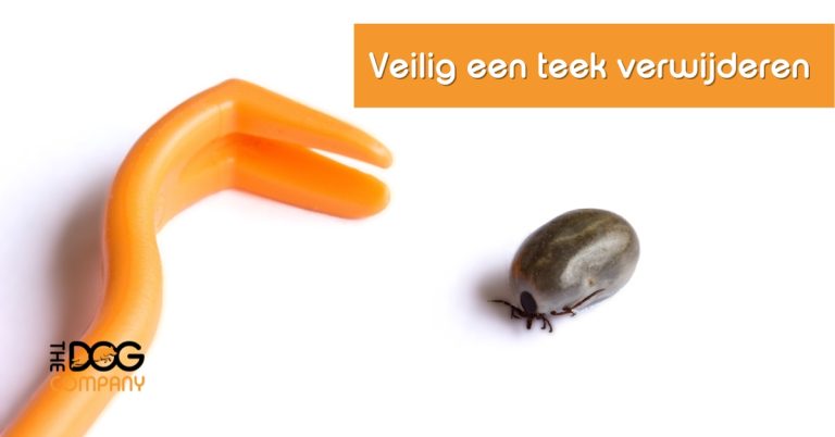 Veilig een teek verwijderen bij een hond: 6 stappen - The Dog Company